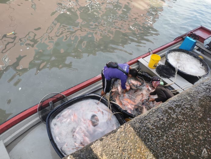 Weather, labour shortage affect fish supply in Malaysia, say industry ...