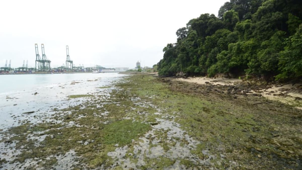 Coastal forest at Labrador Nature Reserve, home to critically ...