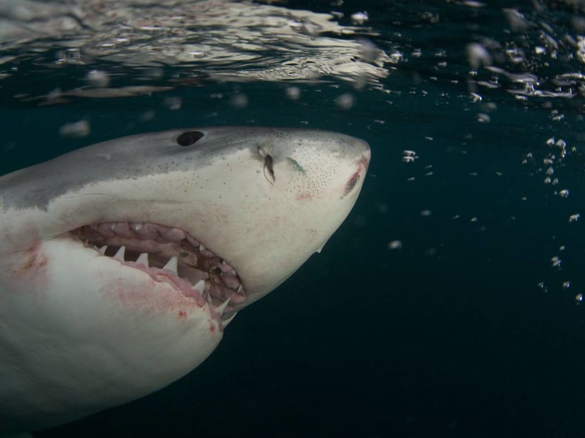 Shark Week 2019: A Guide To All The Fin-tastic Shows, Including Its ...