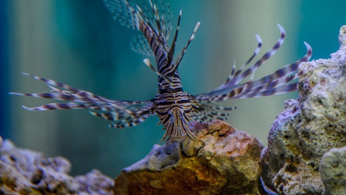 To fight lionfish invasion, Cuba learns to cook them - TODAY