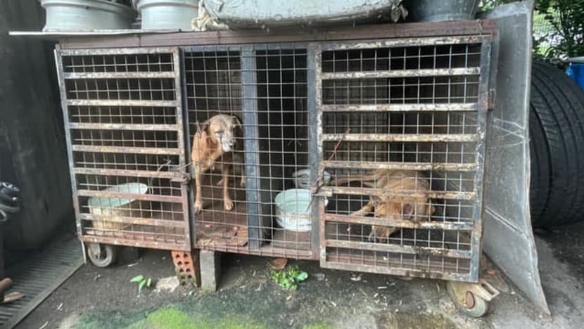 Grieved by sufferings of chained dogs, this activist engages owners to ...