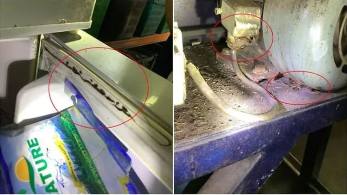 Kilang tepung didenda S$3,000 setelah lipas, tanda 'pembiakan tikus ...