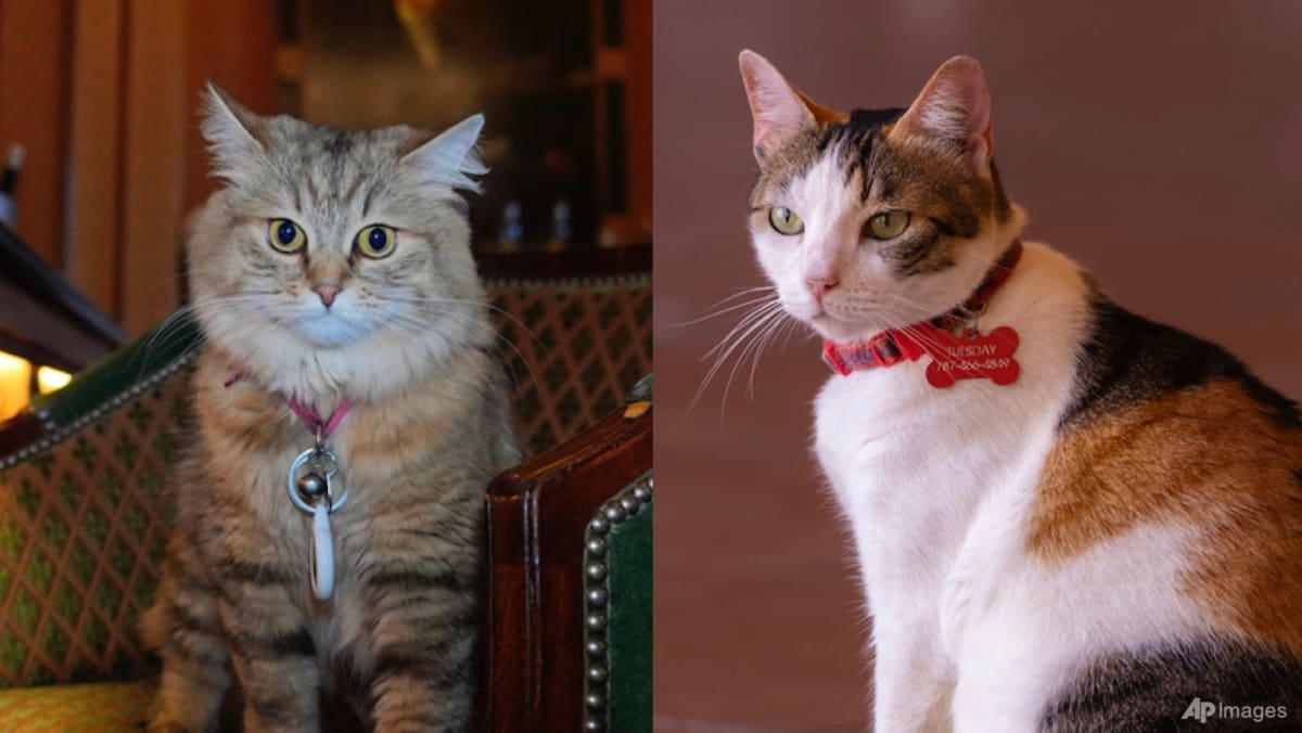 A cat's the star at these venues around the world, from museums to ...