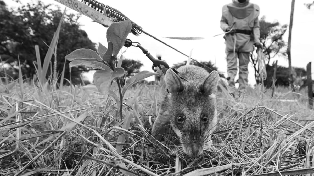 Meet the lifesaving giant HeroRats - TODAY
