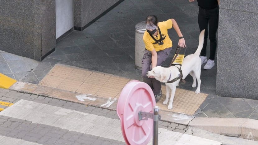 Still a pup but taking her human to places — as the first guide dog ...