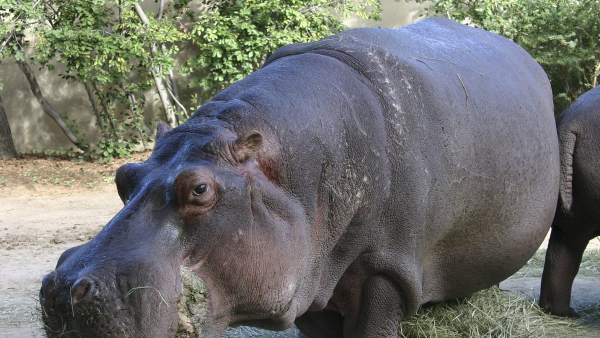 Gallery: Denver Zoo mourns death of oldest hippo, 58-year-old 'Bertie ...