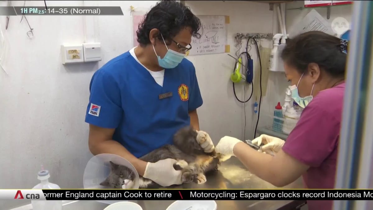 Singapore to set up veterinary council to raise sector standards ...