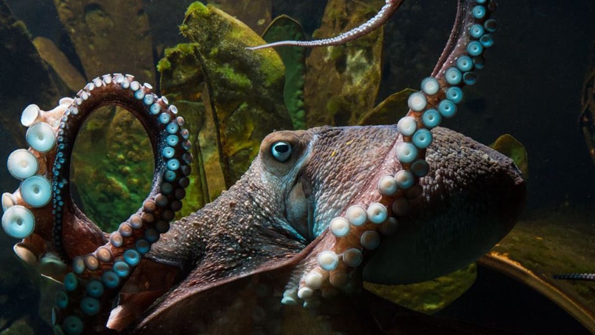 Octopus makes great escape from New Zealand aquarium - TODAY