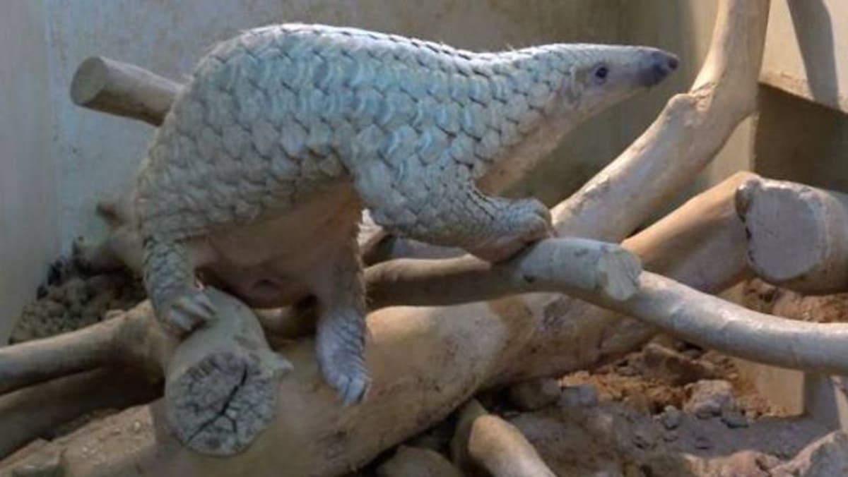 Anak tenggiling yang diselamatkan WRS dilepaskan kembali ke hutan ...