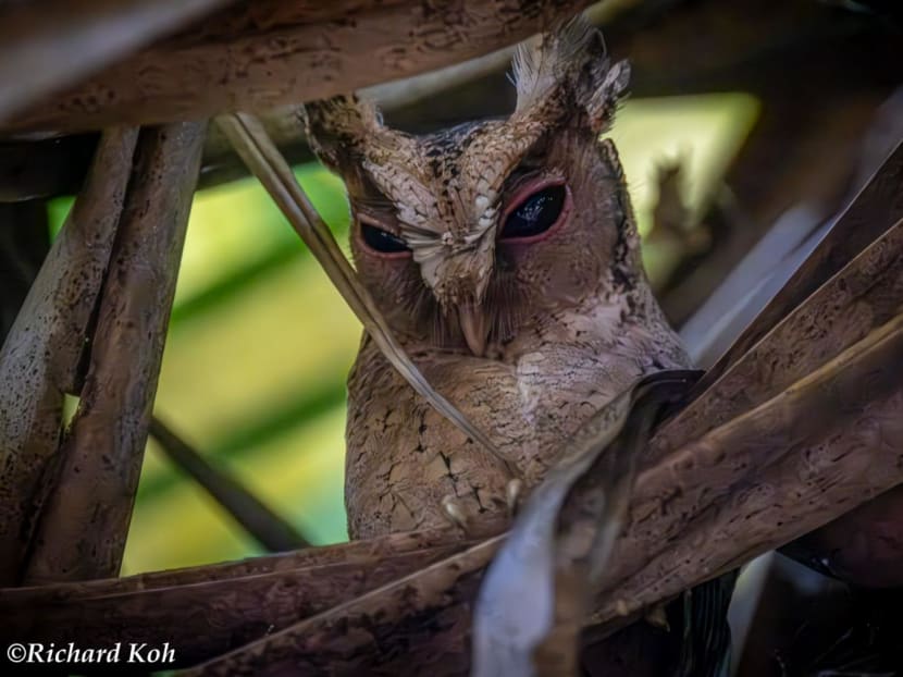 Nature lovers worry BTO project near Pasir Ris Park will drive away ...