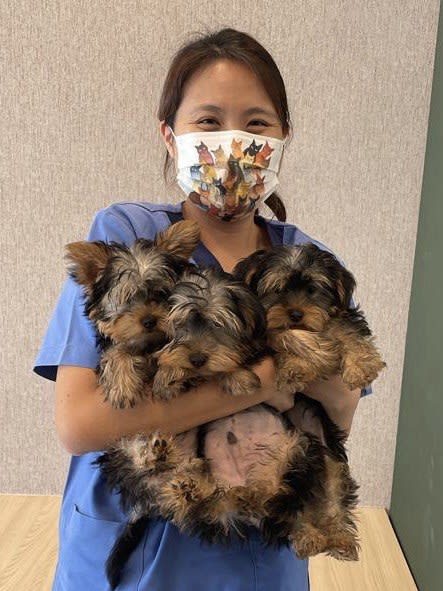 The Gentle Vet: Dr Kelly Yeo helps geriatric pets on their final ...