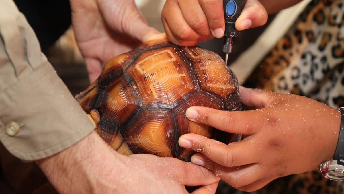 Endangered tortoises’ shells engraved to reduce black market value - TODAY