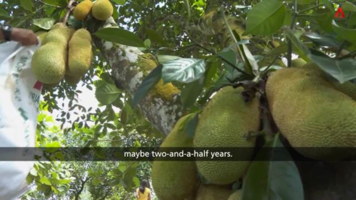 CNA Correspondent - Growing Malaysia's Premium Fruits - CNA
