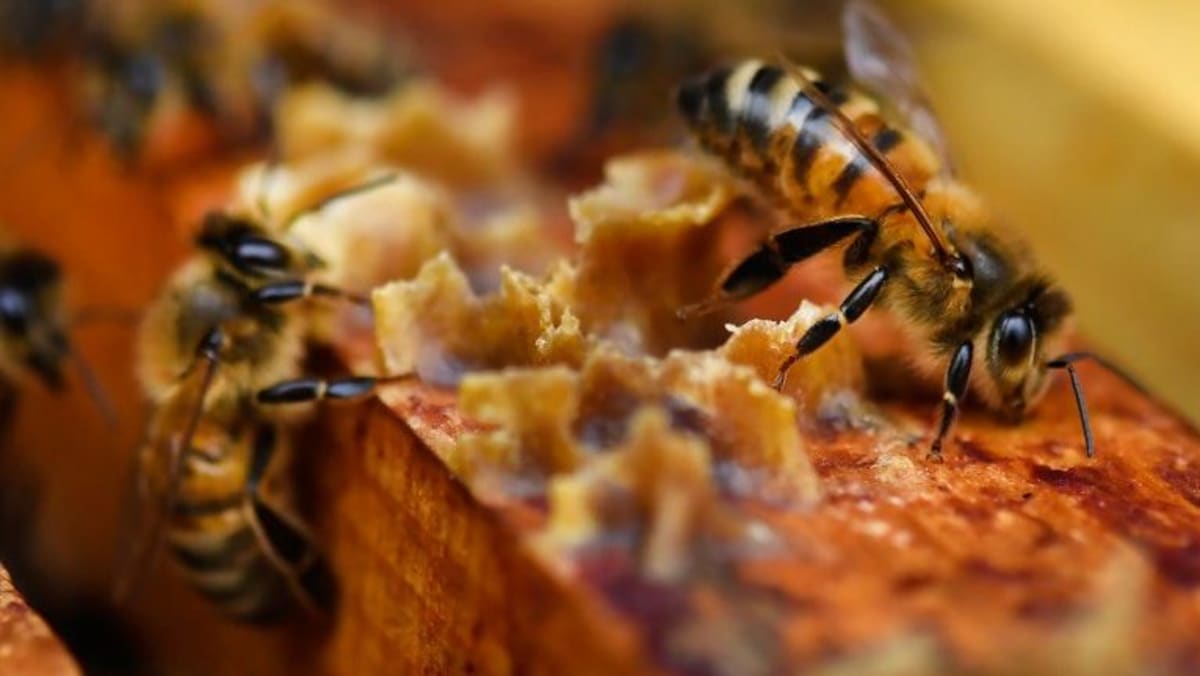 Cocco Bello Honey tawar peluang kerja kepada golongan warga tua di ...