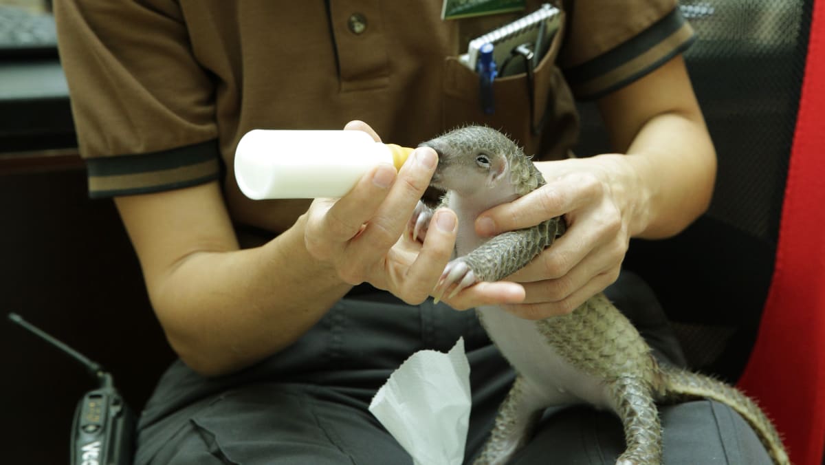 Rescued baby pangolin set for return to the wild; national plan ...