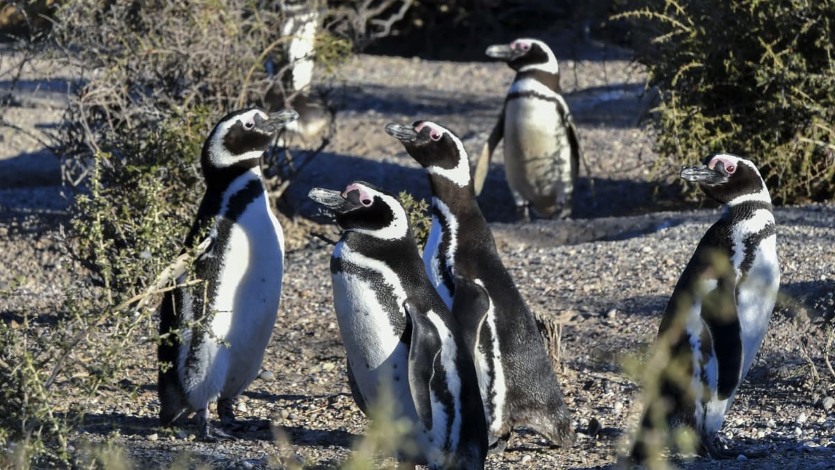 "Penguin comel dan dagingnya halal dimakan": bekas Menteri Hal Ehwal ...