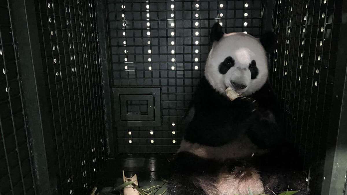 Giant panda cub Le Le arrives in China, is now under quarantine - CNA ...