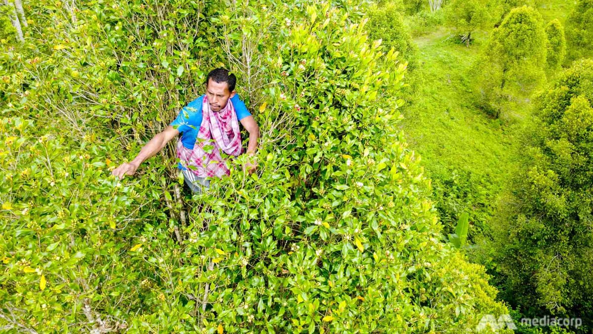 On Indonesia’s ‘Spice Islands’, farmers fight to keep legacy alive - CNA