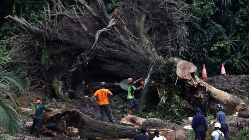 Insiden pokok Tembusu tumbang: Hasil siasatan kematian wanita diketahui ...