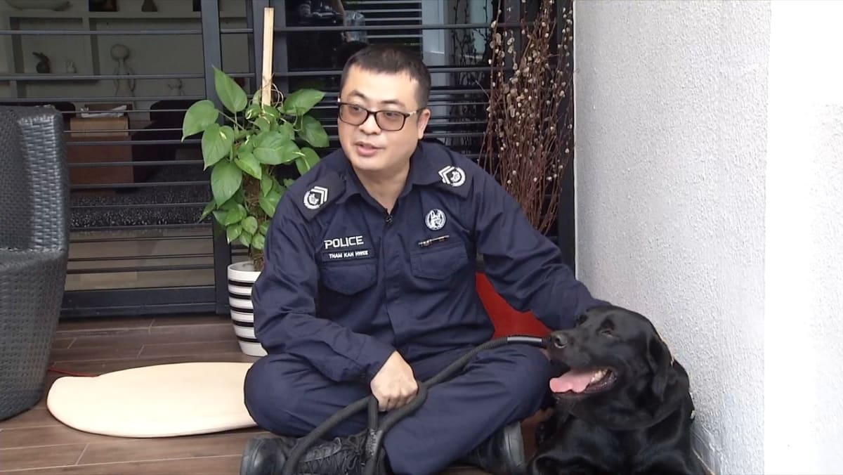 More retired sniffer dogs rehomed under expanded scheme | Video - CNA