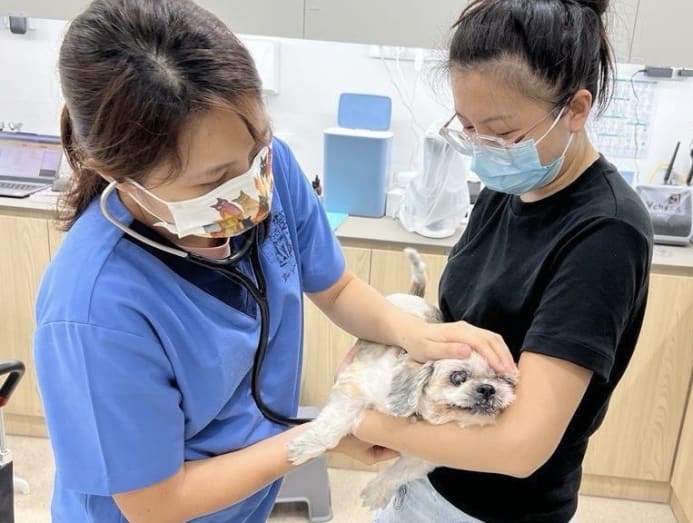 The Gentle Vet: Dr Kelly Yeo helps geriatric pets on their final ...
