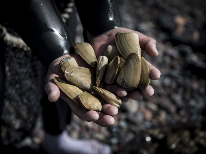 Chile battling to save a favourite clam - TODAY