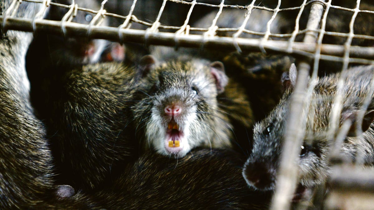 Pakistan city announces rat-killing bounty after infestation - TODAY