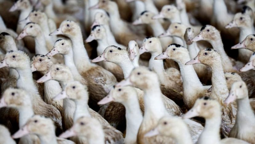 Bird flu hits Australian duck farm - CNA