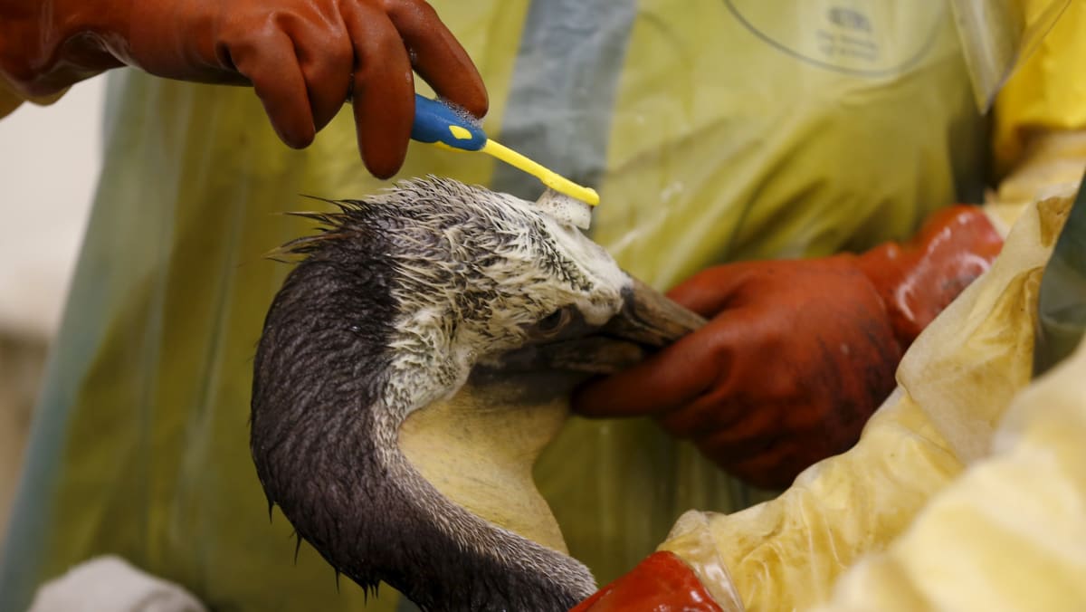 Choppy slick is harder to clean up: More oily animals found - TODAY