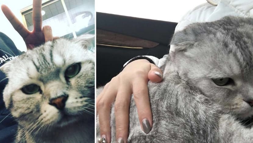 Show Luo a cat co-parent with rumoured girlfriend? - 8days