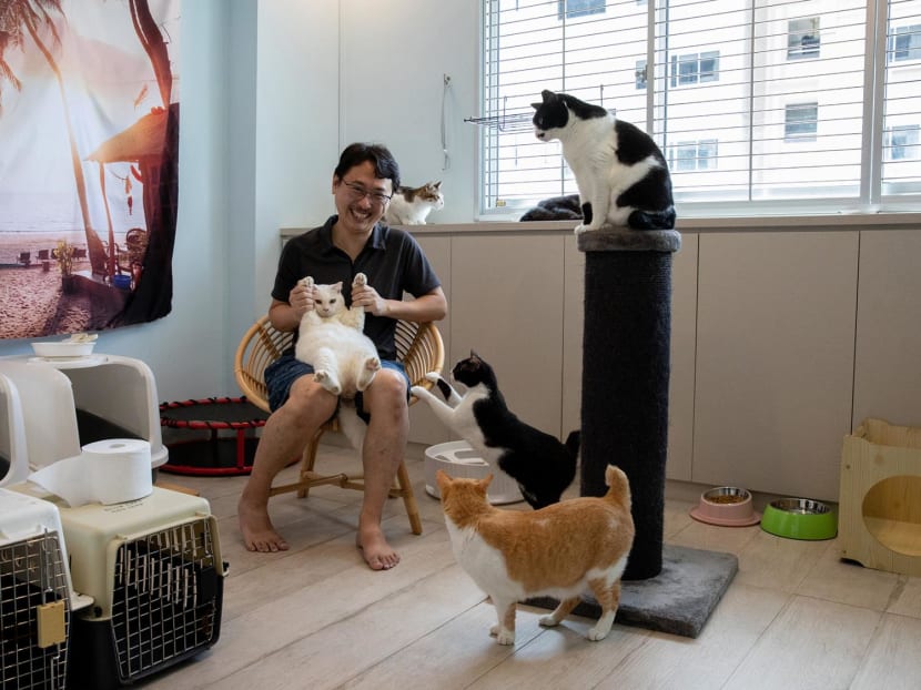 The Big Read: With ban in HDB flats set to be lifted, can pet cats coexist in harmony with ...