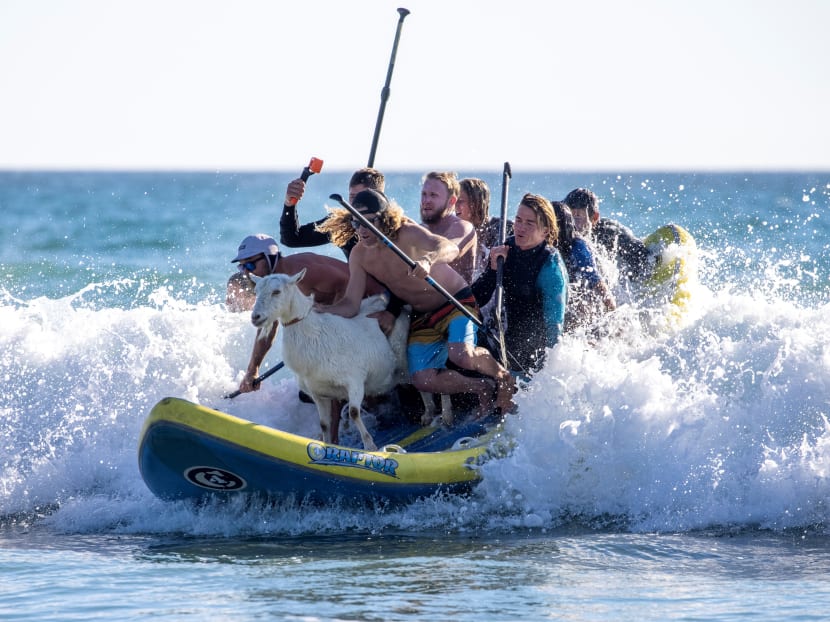Surfing pet goat coolly rides the waves at California beach - TODAY
