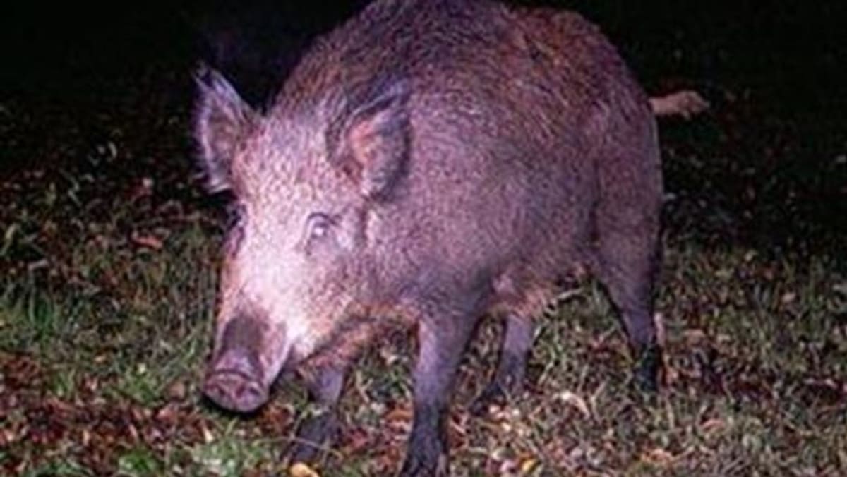 சிங்கப்பூரில் காட்டுப் பன்றிகளுக்கு ஆப்பிரிக்கப் பன்றிக் காய்ச்சல் ...