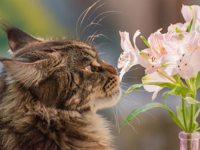 Household items that can be harmful to cats: Scented candles, perfume ...