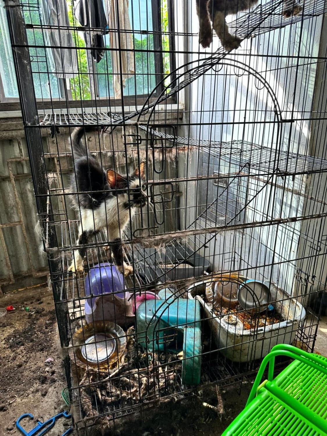 Skeletal remains of 3 cats found in rental flat, 2 others rescued from ...