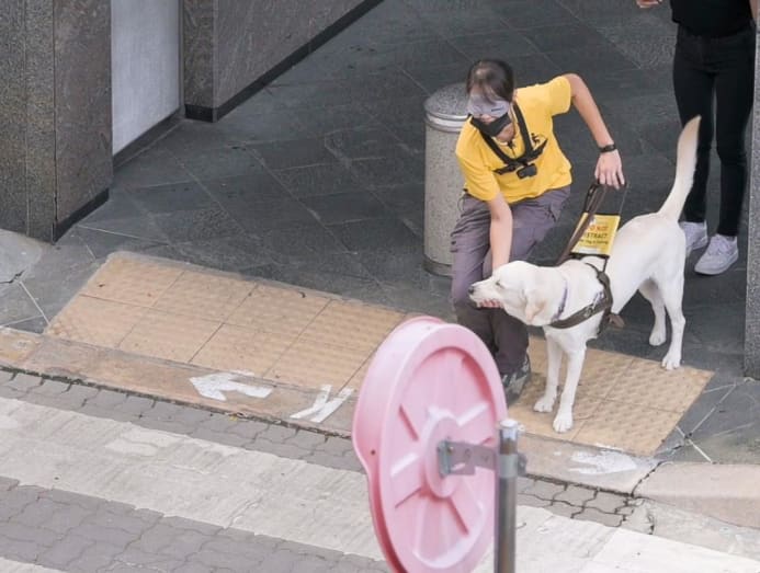 Still a pup but taking her human to places — as the first guide dog ...