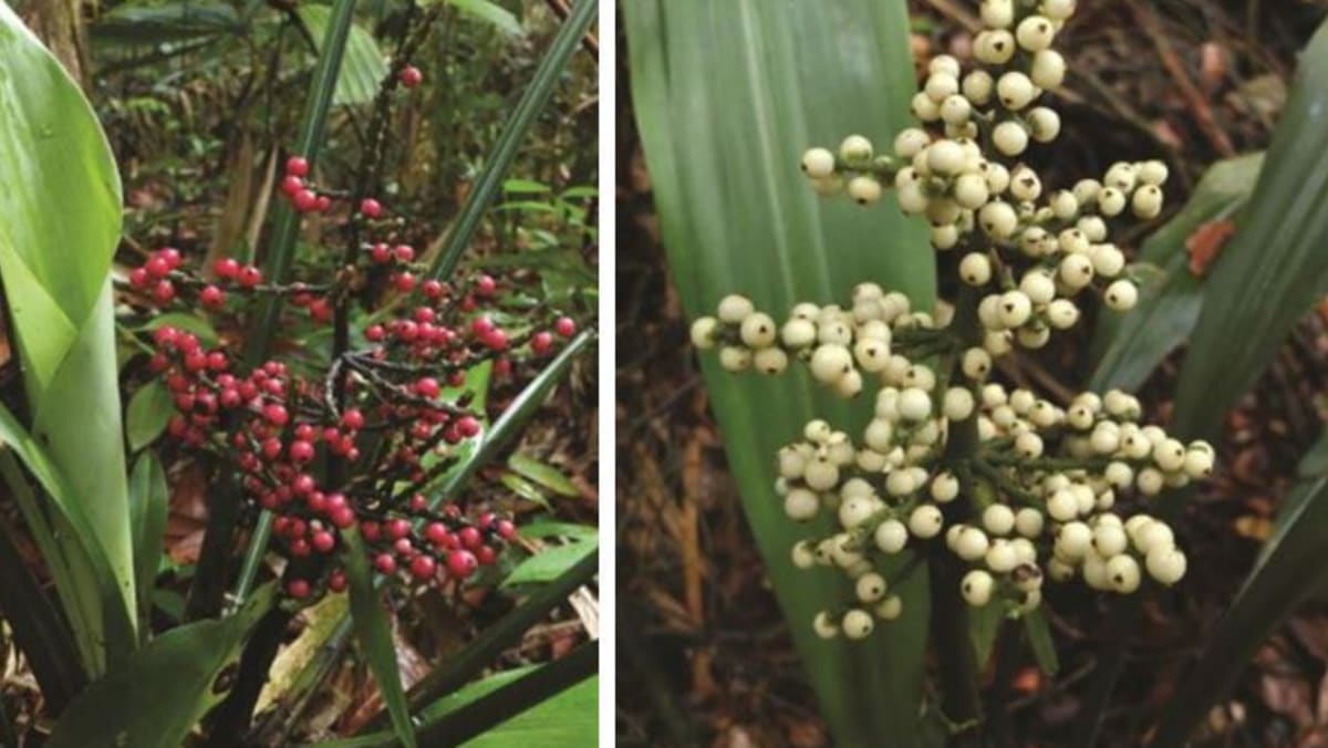 Two new plant species native to Singapore found - TODAY