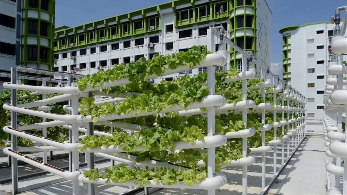 Ensuring Singapore's food security despite the odds - TODAY