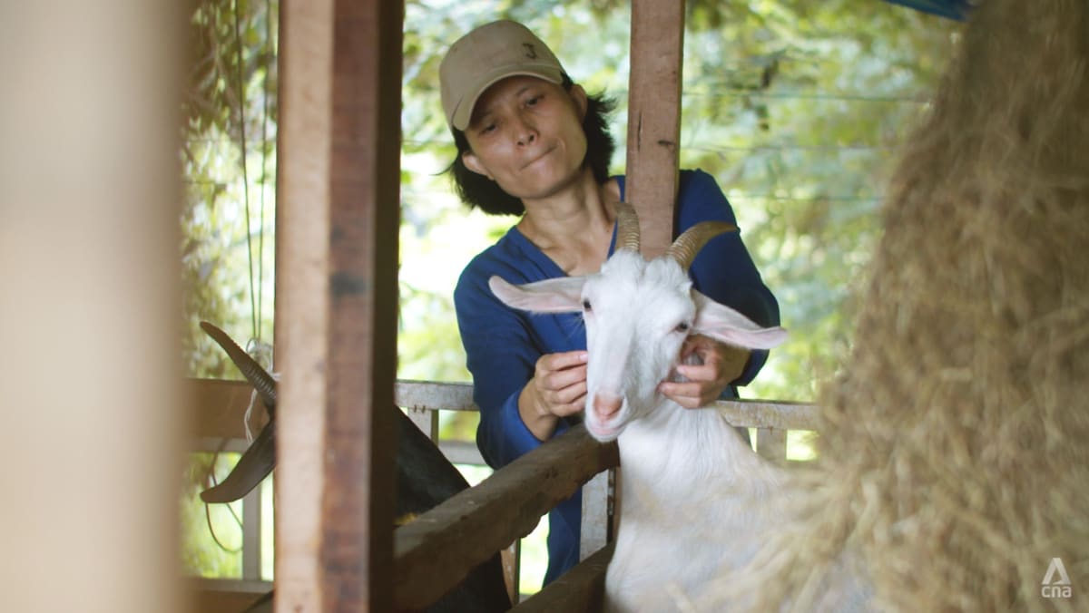 Meet Thailand’s first female cheesemaker producing artisanal goat’s ...