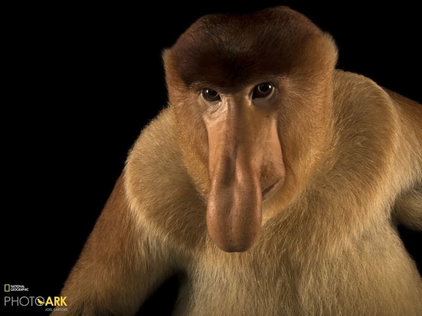 Singapore Zoo’s proboscis monkey in international spotlight - TODAY