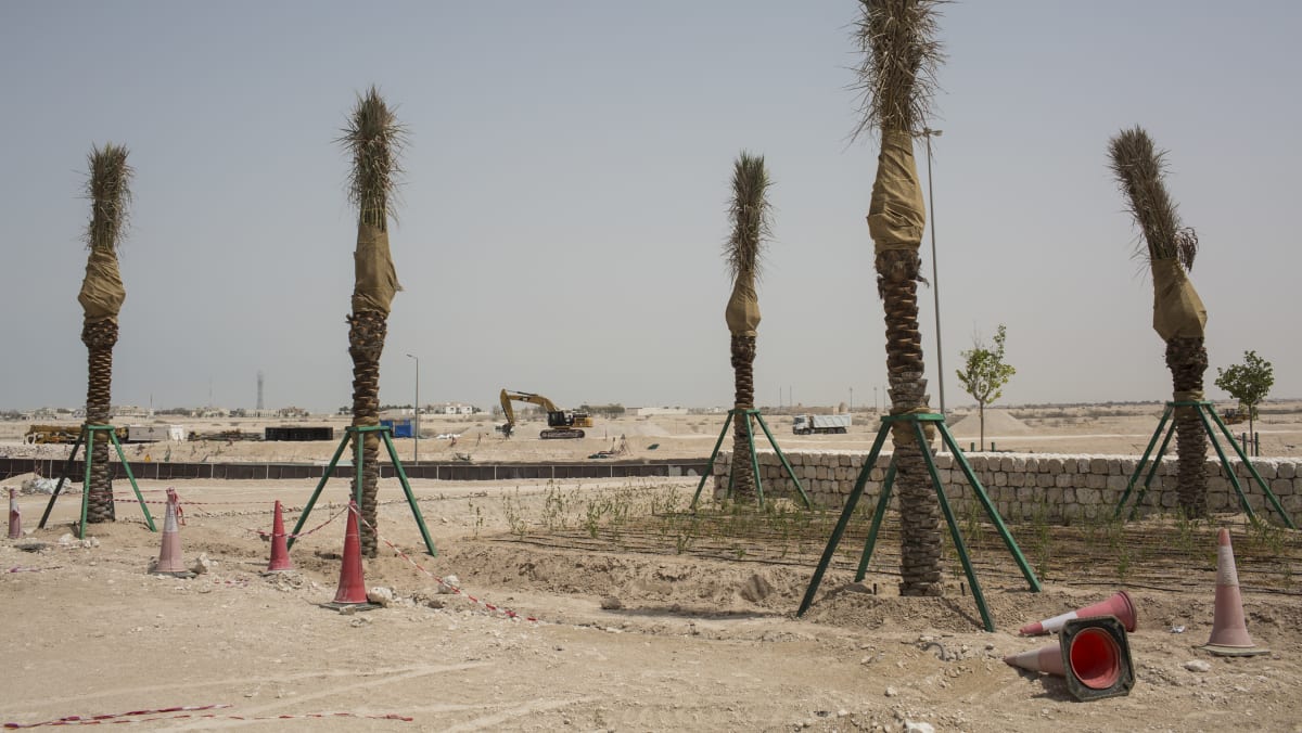Qatar plants some trees as it prepares for the spotlight of 2022 World ...