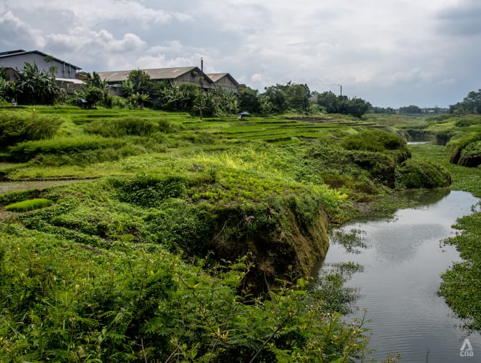 Signs of life after Indonesia's polluted Citarum river gets a clean up ...