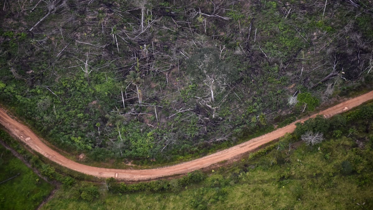 World lost 100 million hectares of forest in two decades: UN - TODAY