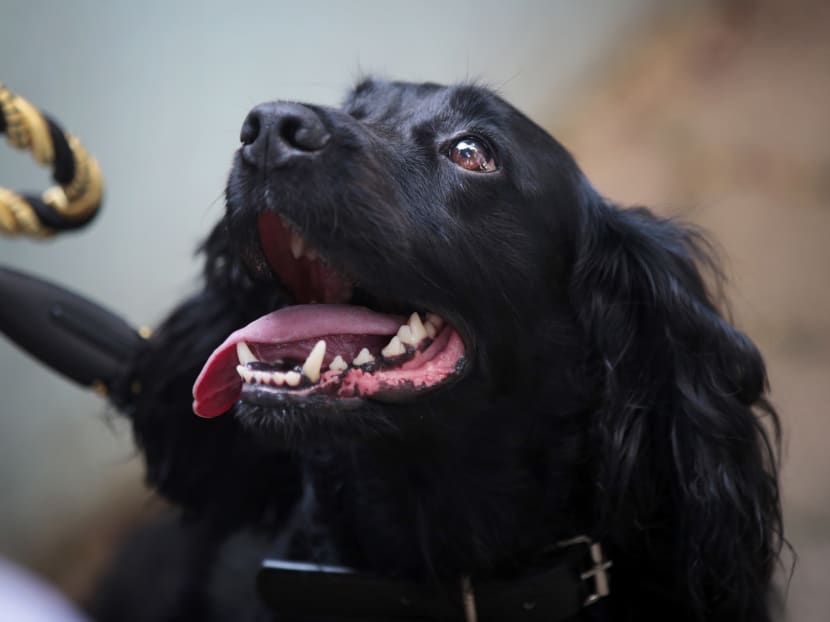 HDB dwellers to be allowed to adopt retired sniffer dogs in expansion ...