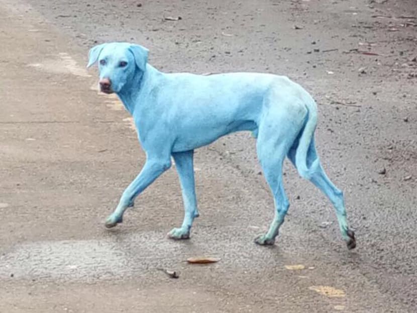 Blue dogs of Mumbai expose poor pollution controls - TODAY
