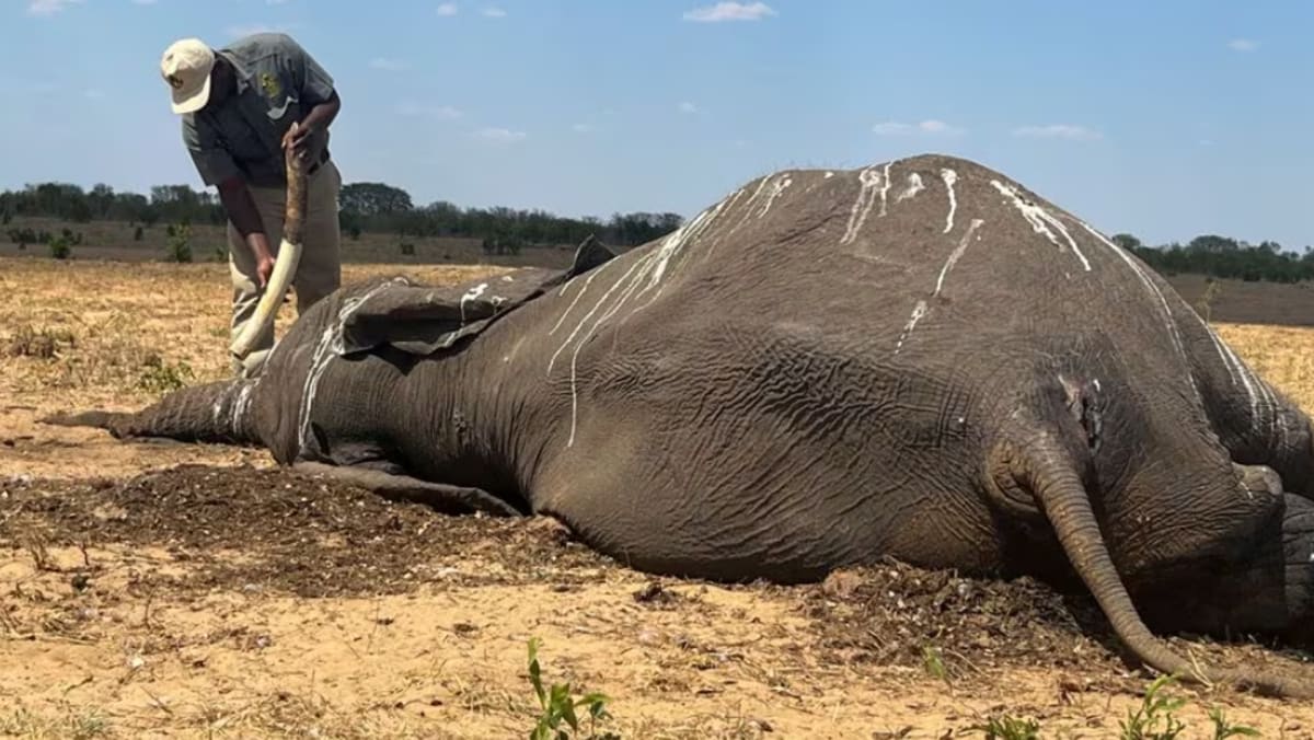 கடும் வறட்சியால் தண்ணீர்ப் பஞ்சம் - 100 யானைகள் மடிந்தன - Seithi Mediacorp