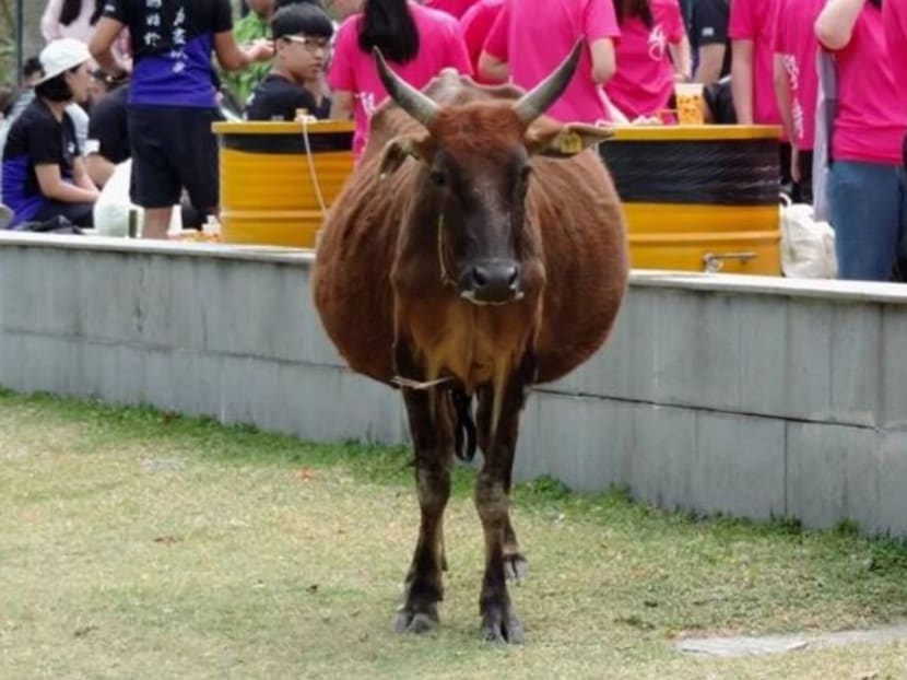 Beloved Hong Kong bull found dead with stomach full of plastic bags - TODAY