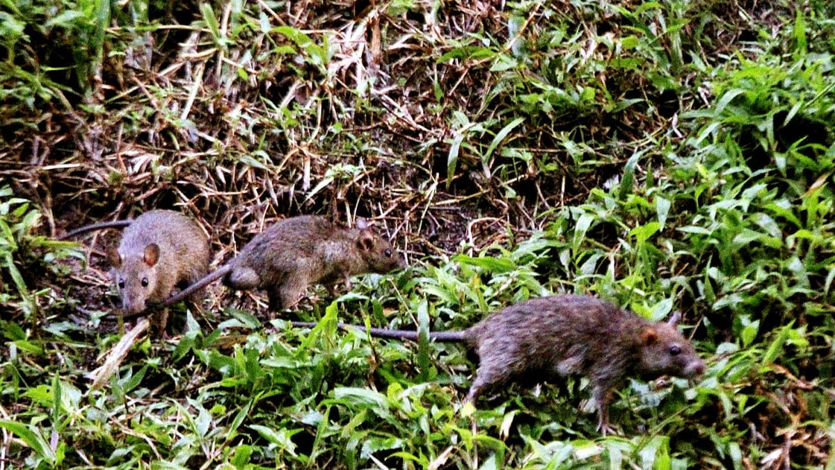 More than 10,000 rodent burrows detected in just two months last year ...
