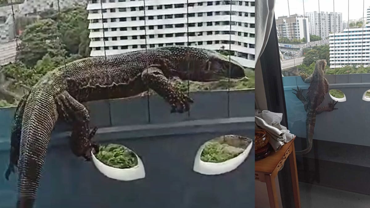 Monitor lizard wanders into 11th floor Punggol flat, captured by NParks ...