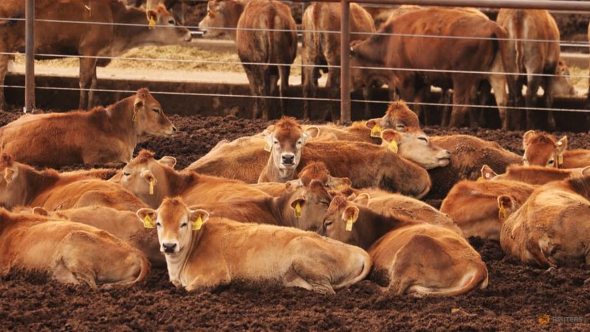 Cow burps, food waste to take spotlight at COP28 agriculture day - TODAY